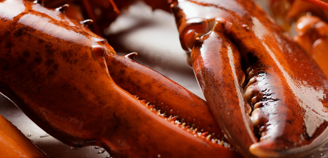 Homard canadien | Livraison à domicile | Gloria Distribution – GLORIA ...